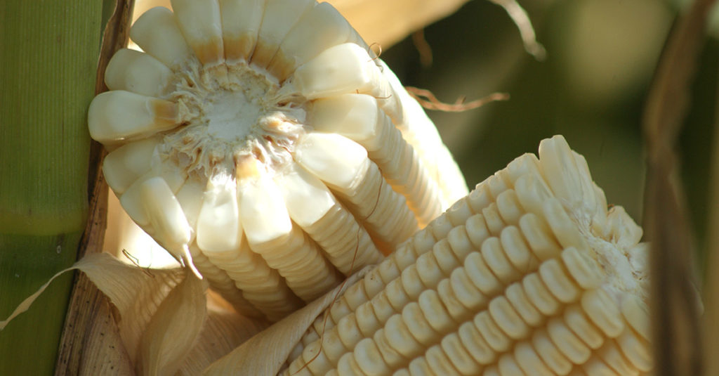 Maíz Blanco: Beneficios y mejores usos